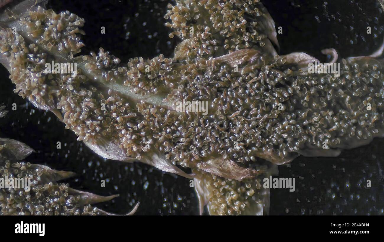 Fern spores microscope hi-res stock photography and images - Alamy