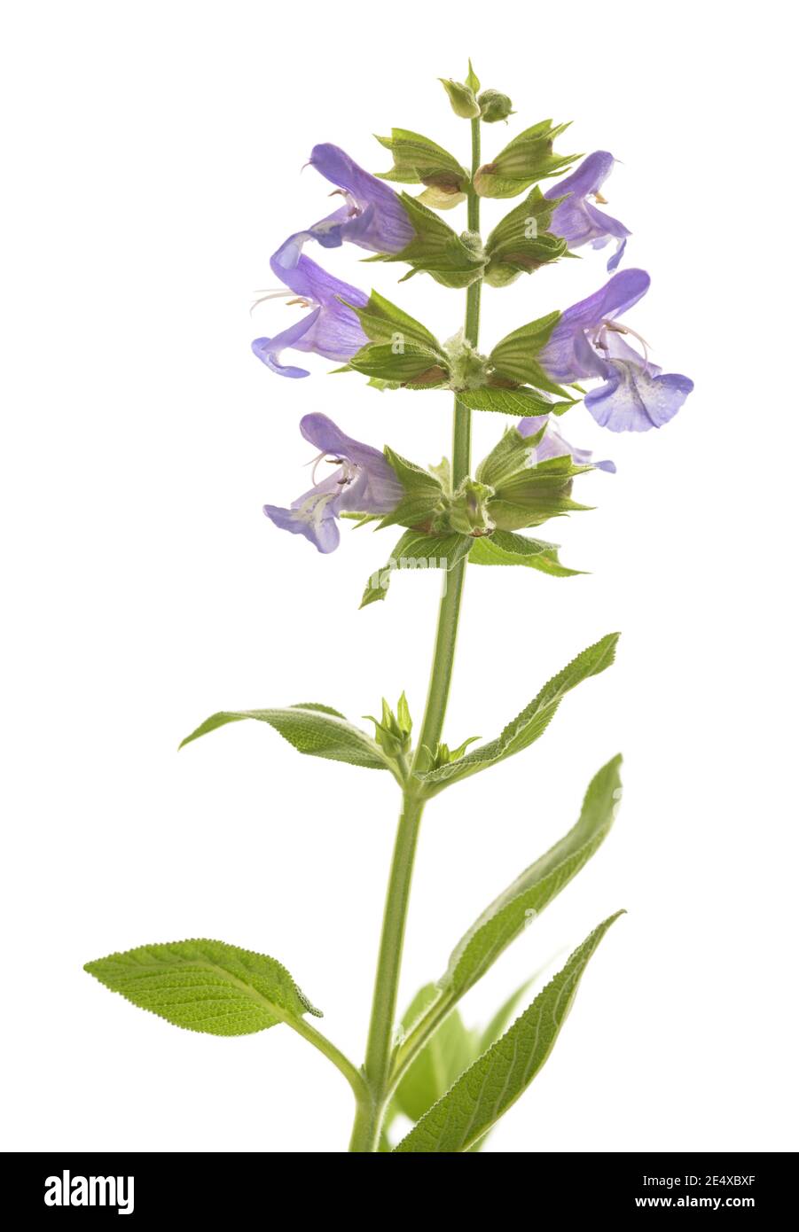 Sage with flowers isolated on white background Stock Photo - Alamy