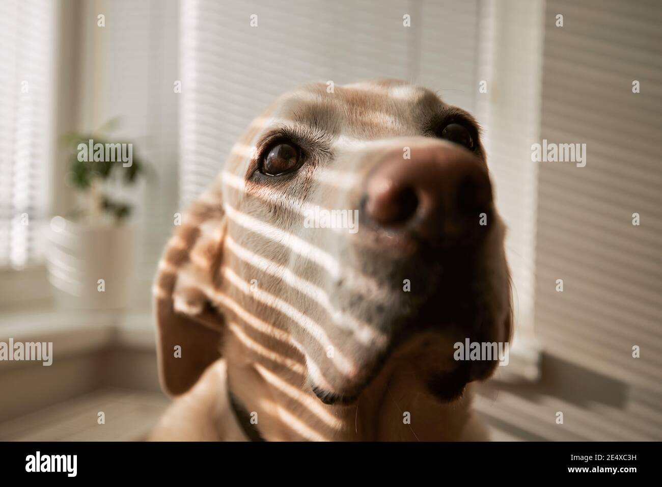 Dog and his shadow hi-res stock photography and images - Alamy