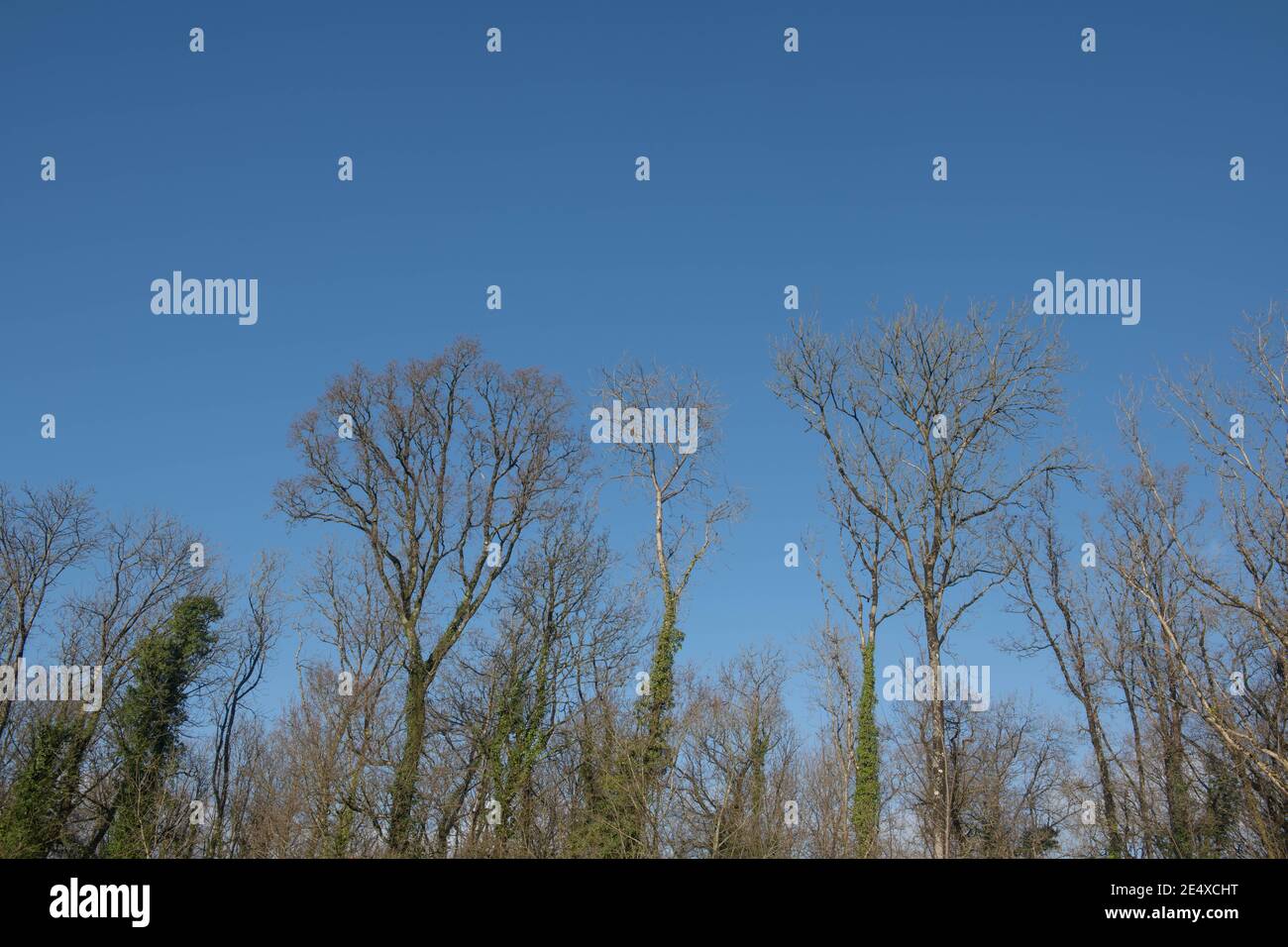 Winter Woodland Landscape of Ash Trees (Fraxinus excelsior) with a ...