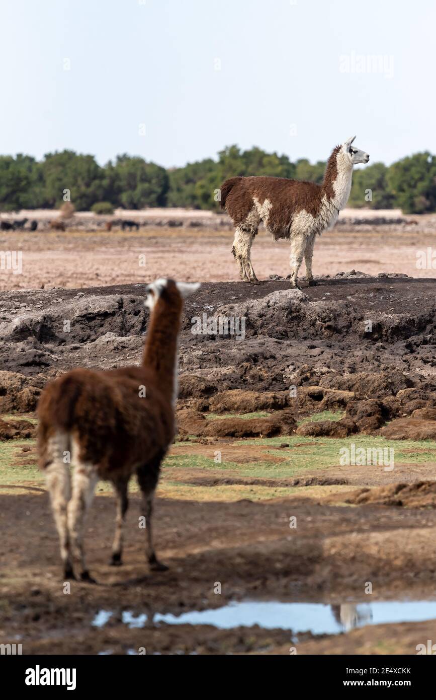 Fluffy domestic llama grazing on rough arid stony terrain in Atacama ...