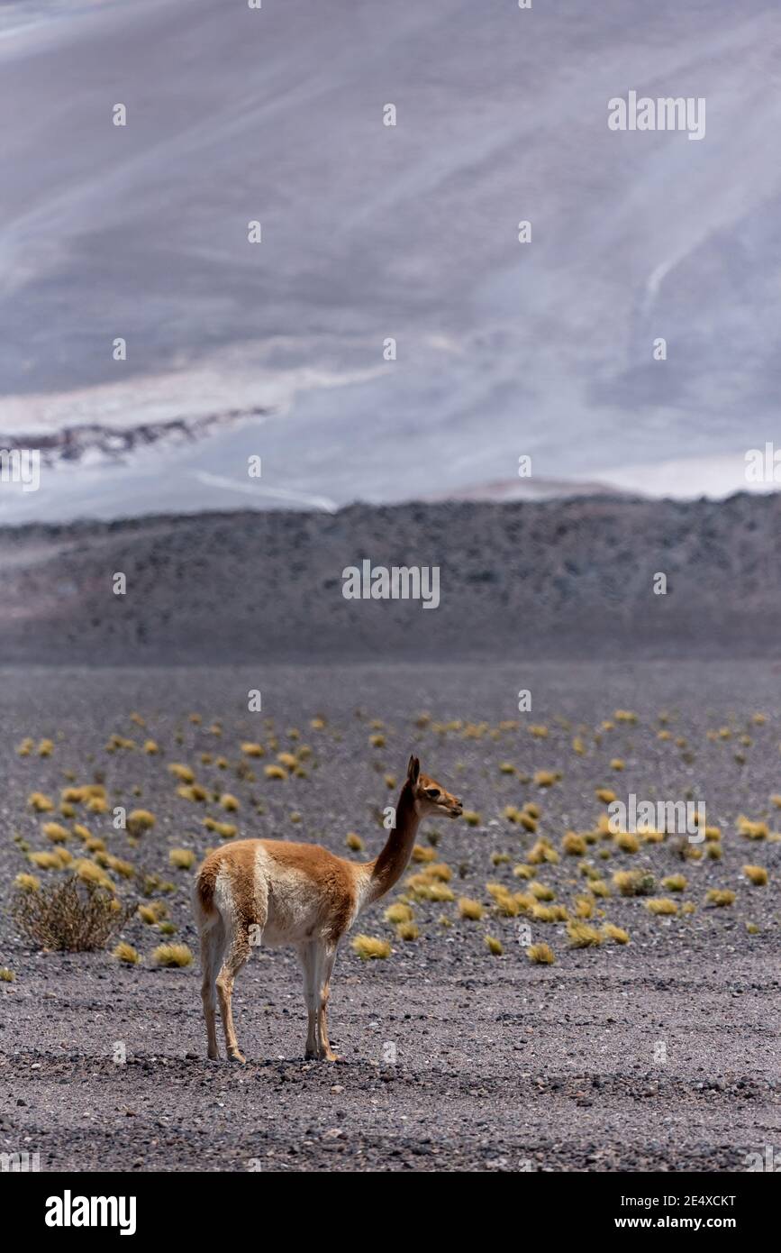 Fluffy domestic llama grazing on rough arid stony terrain in Atacama ...
