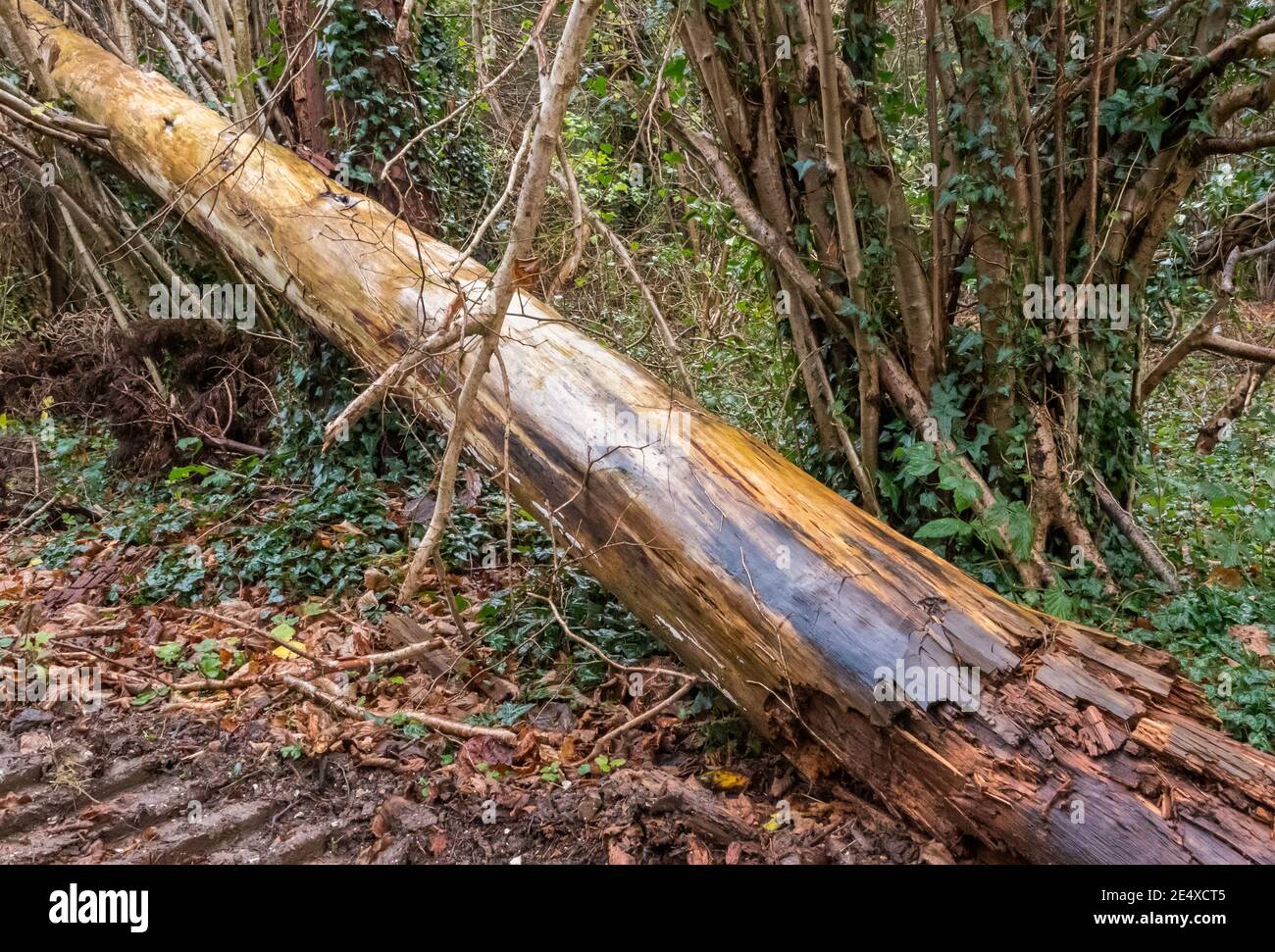 a tree has fallen over and landed on adjacent trees and bushes Stock ...
