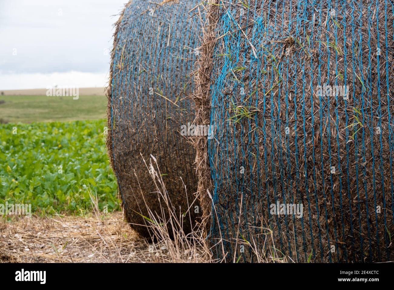 Wrapped in blue hi-res stock photography and images - Alamy