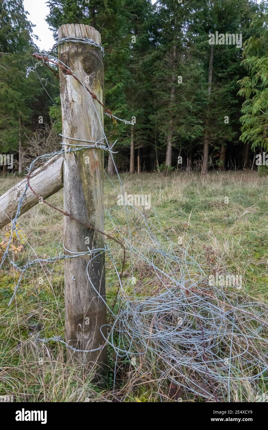 Tree branch loops hi-res stock photography and images - Alamy
