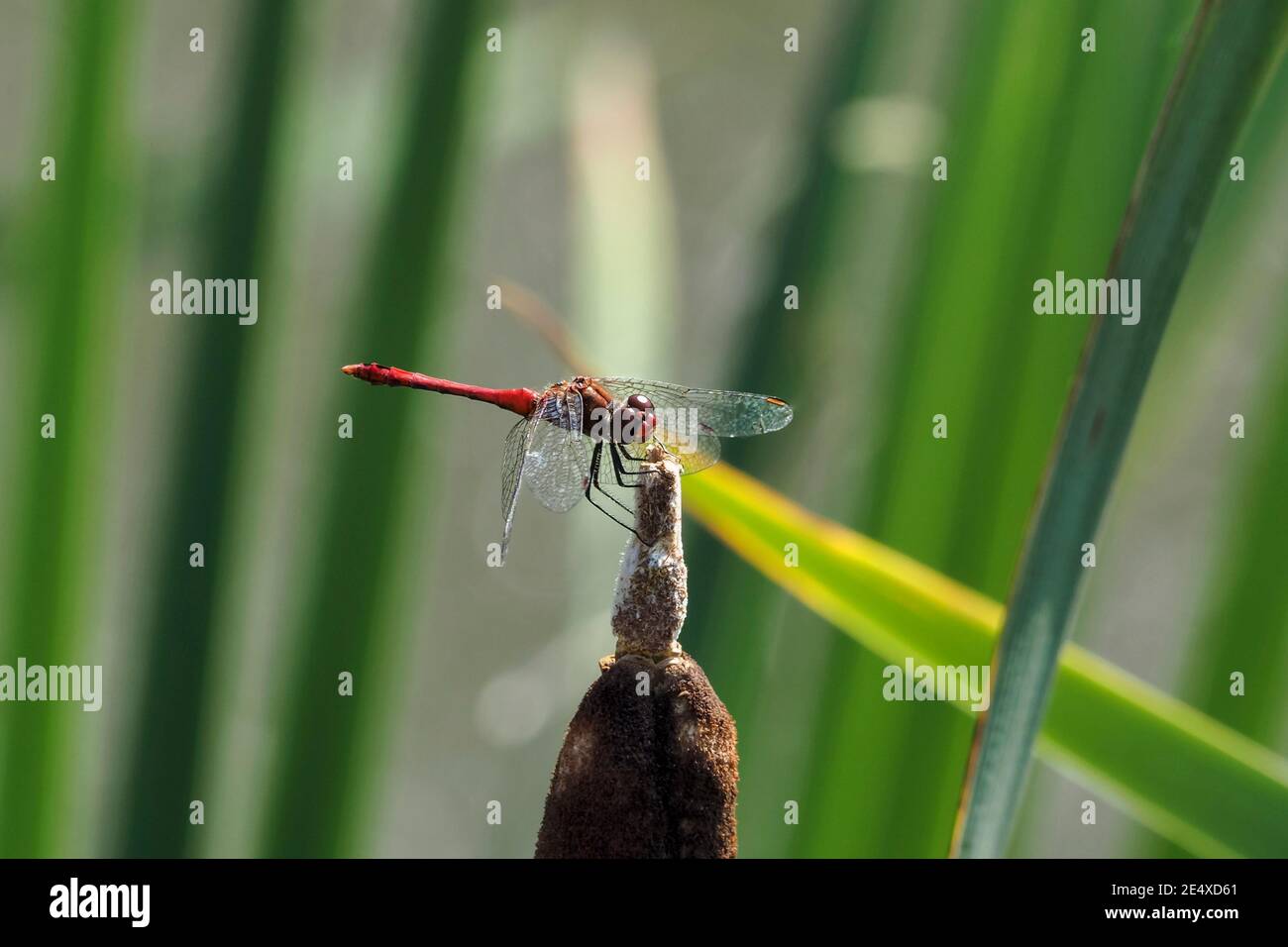 The ruddy darter (Sympetrum sanguineum) is a species of dragonfly of the family Libellulidae ...