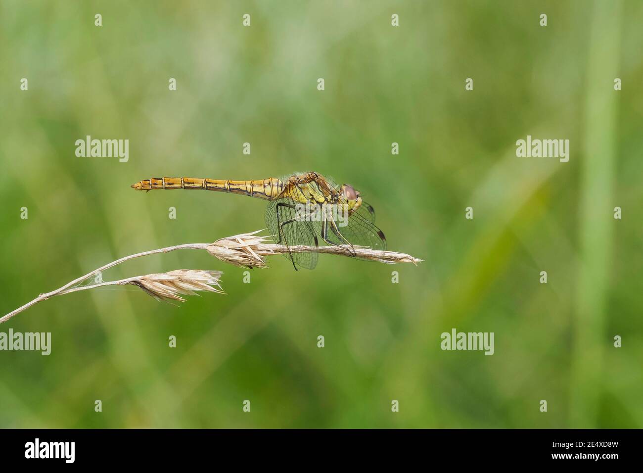 The ruddy darter (Sympetrum sanguineum) is a species of dragonfly of the family Libellulidae ...