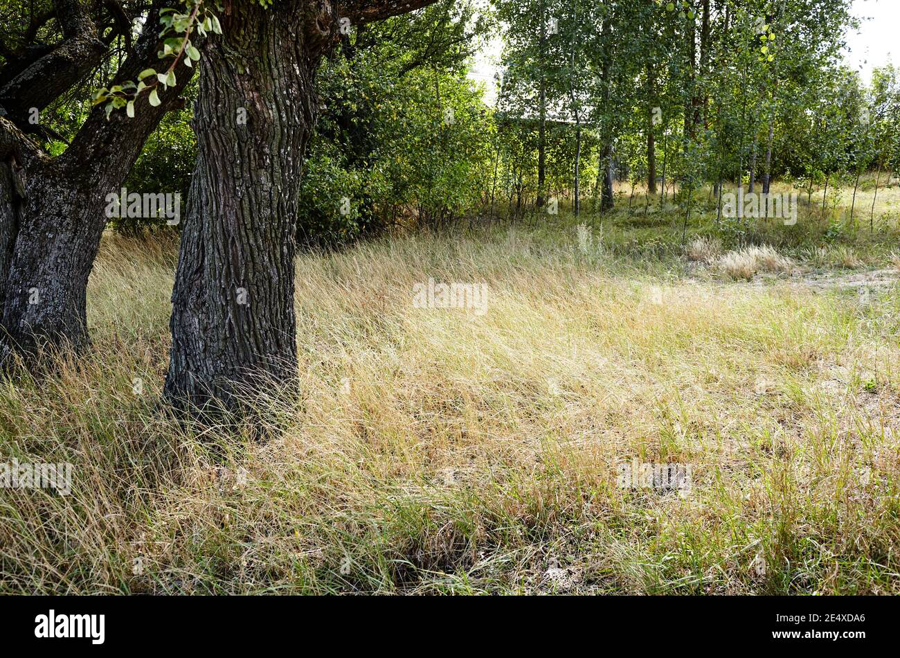 Wavy meadow grass hi-res stock photography and images - Alamy