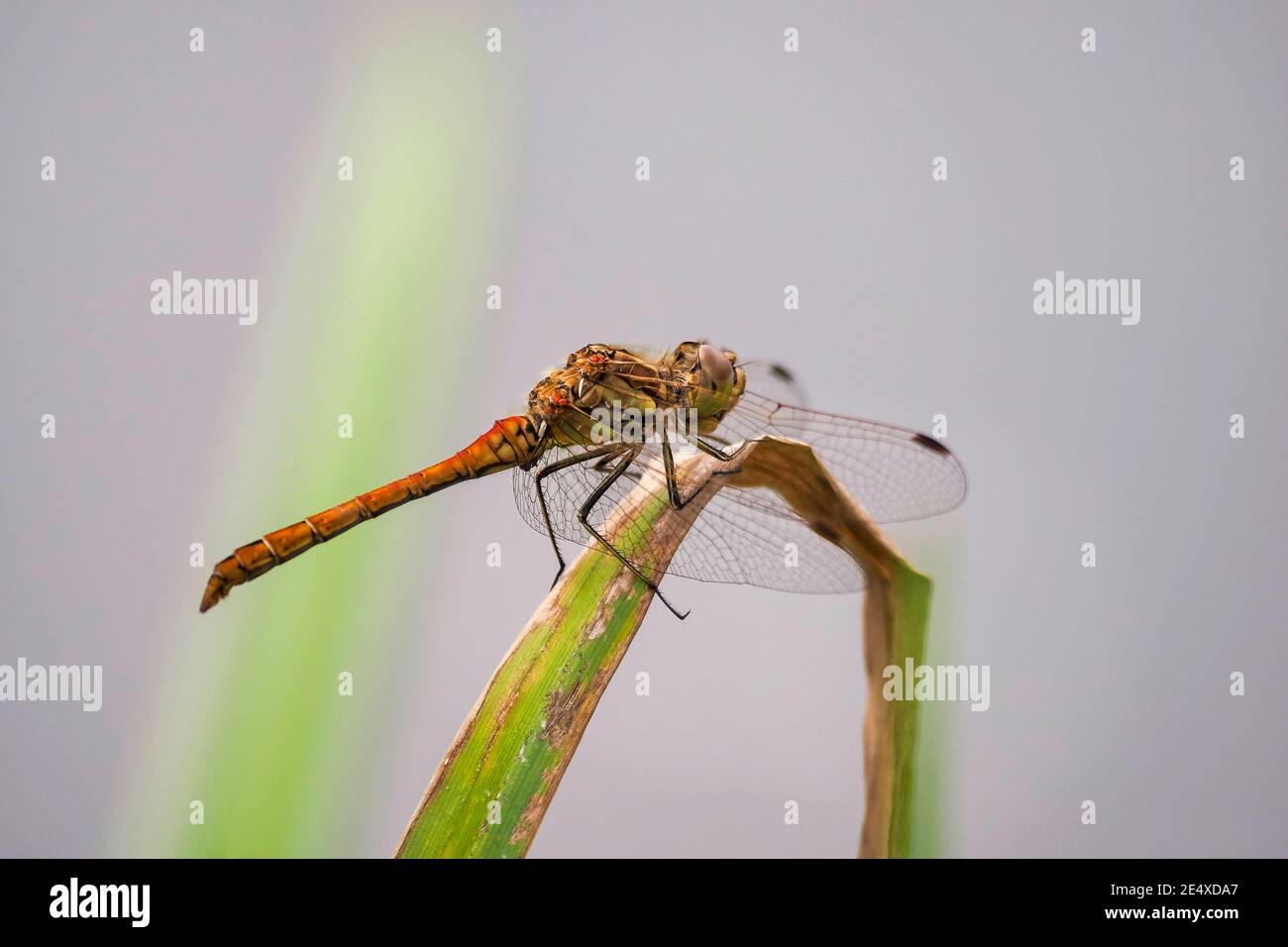The ruddy darter (Sympetrum sanguineum) is a species of dragonfly of the family Libellulidae ...