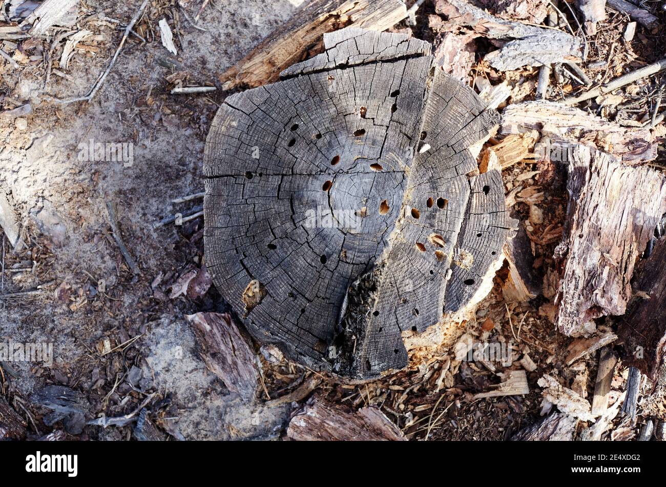 Tree stump in a bright forest. Tree stump after deforestation Stock ...