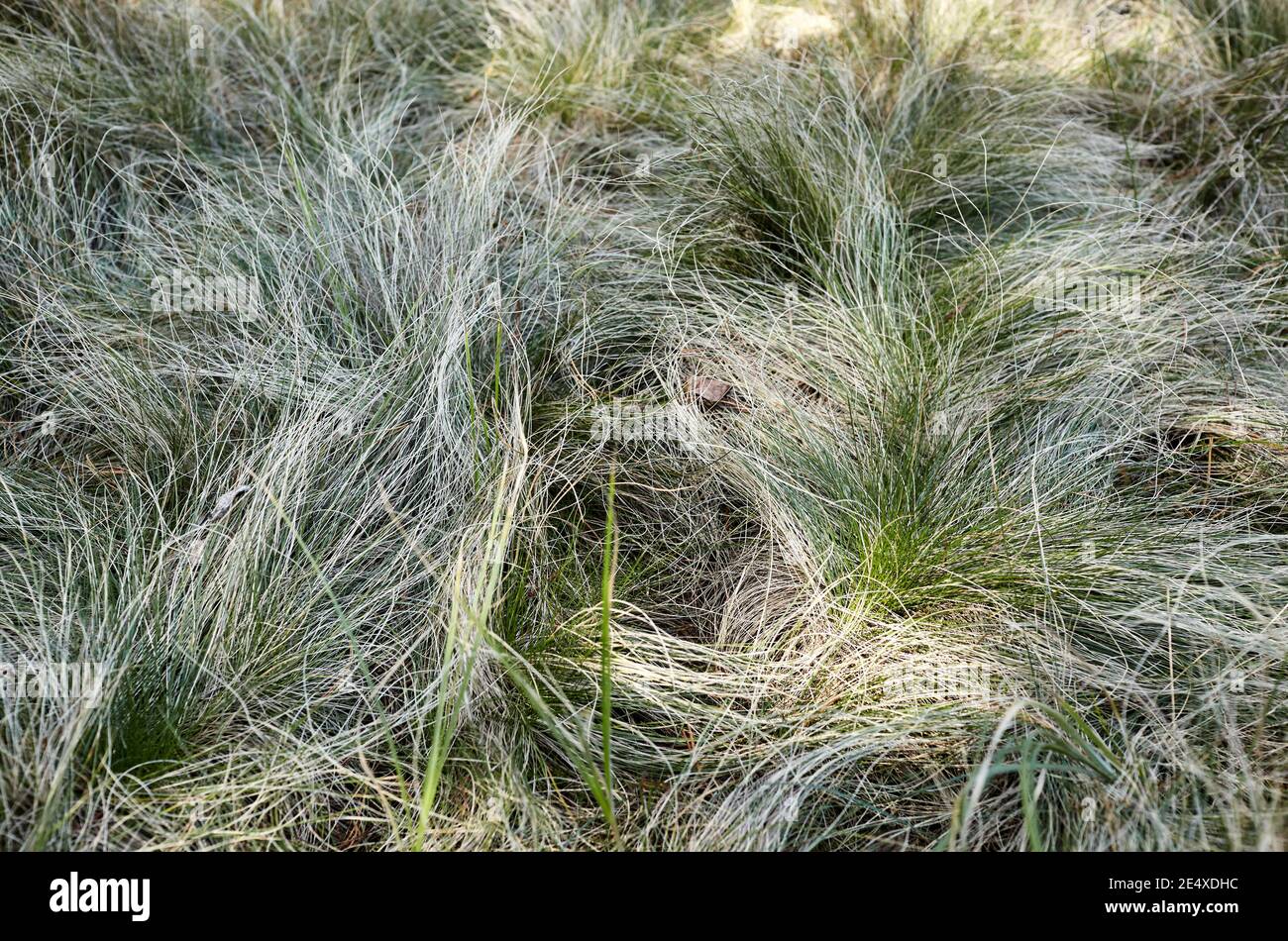 Abstract image of wavy grass at field. Natural and messy, luscious long ...