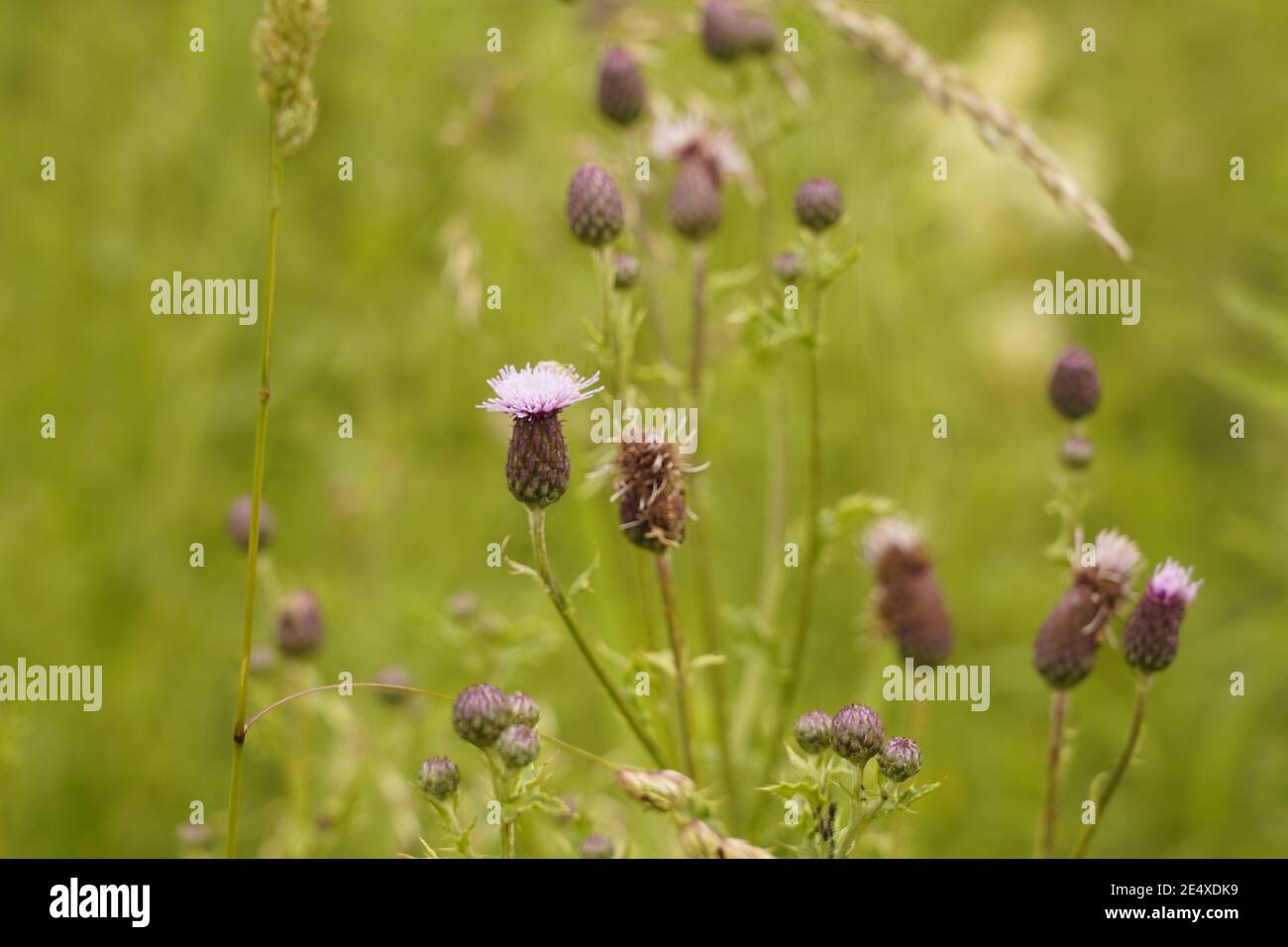 Biodiversity of the wild grassland and meadows of England Stock Photo ...
