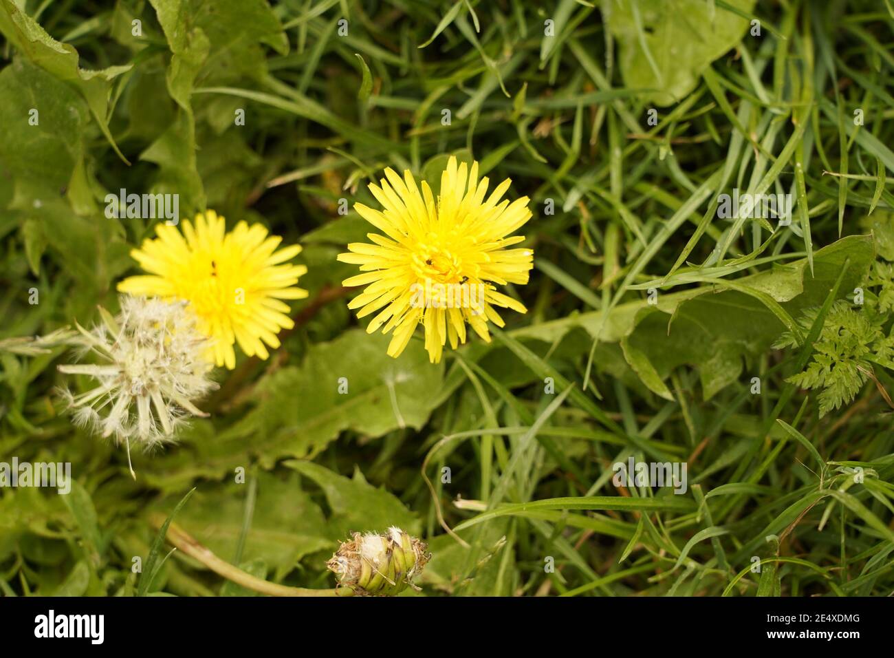 Biodiversity of the wild grassland and meadows of England Stock Photo ...