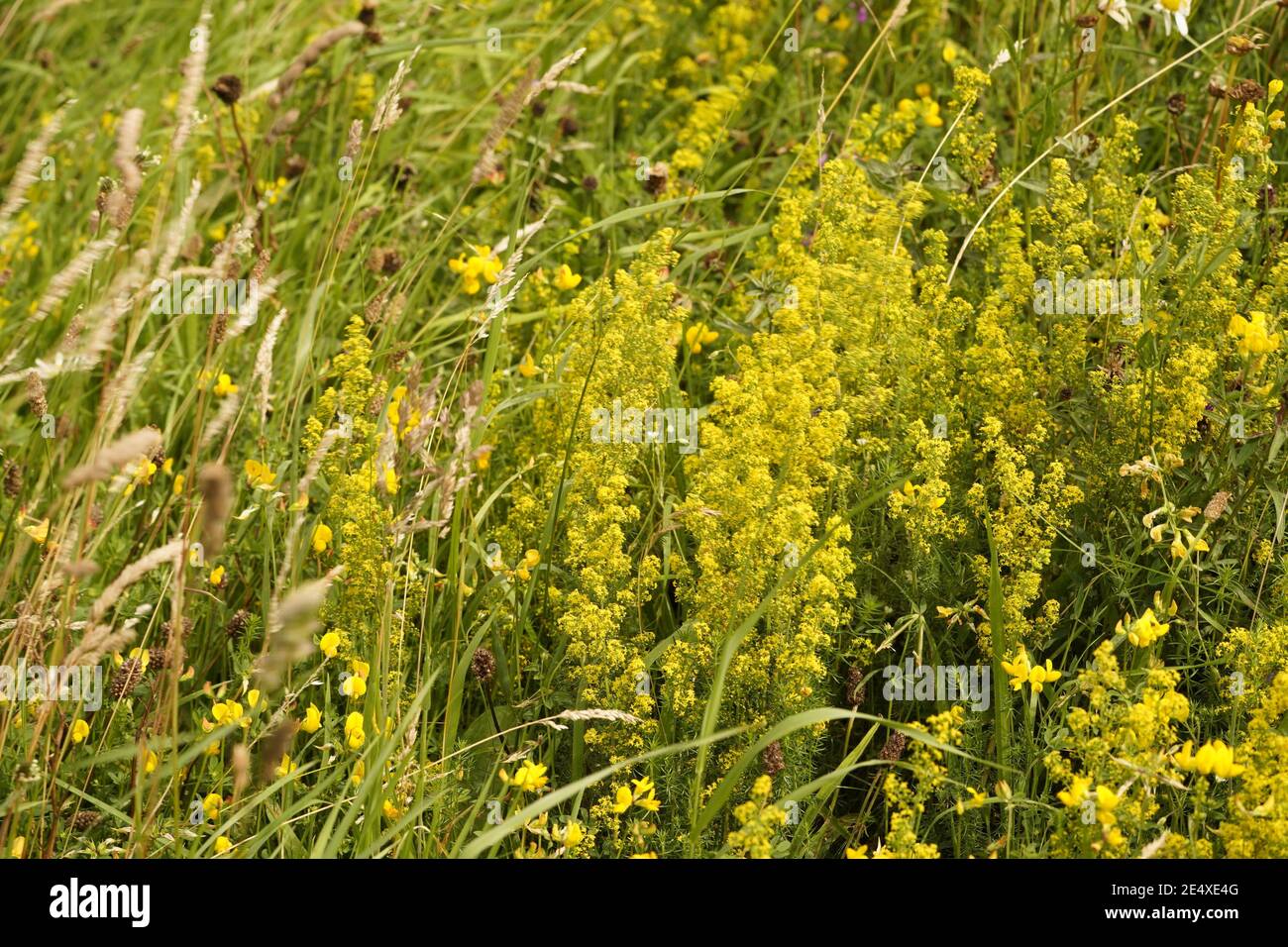 Biodiversity of the wild grassland and meadows of England Stock Photo ...