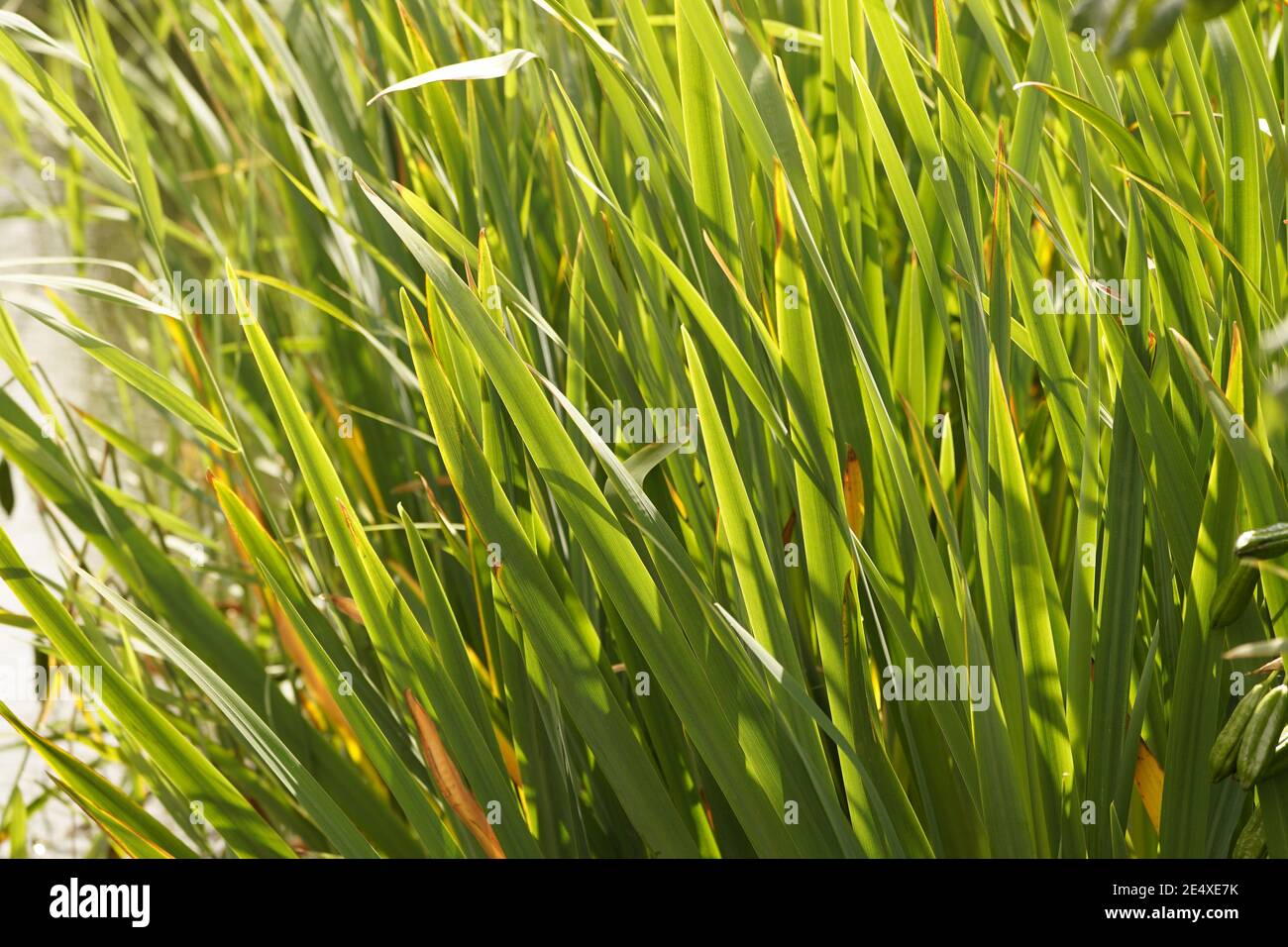 Profusion of water reeds with sunshine highlights Stock Photo - Alamy