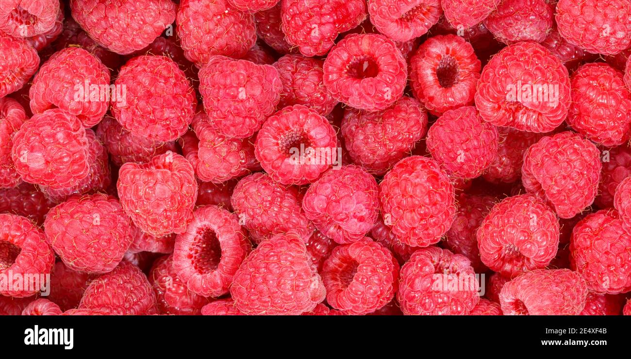 Raspberries berry fruits collection food background raspberry banner ...