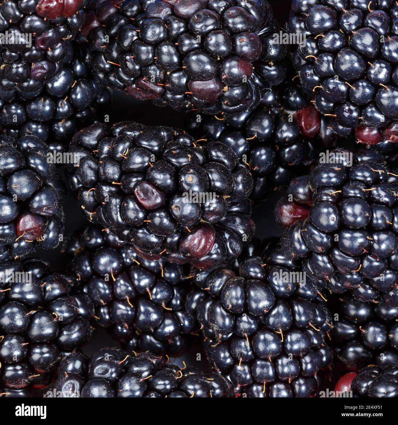 Blackberries berry fruits collection food background blackberry square ...