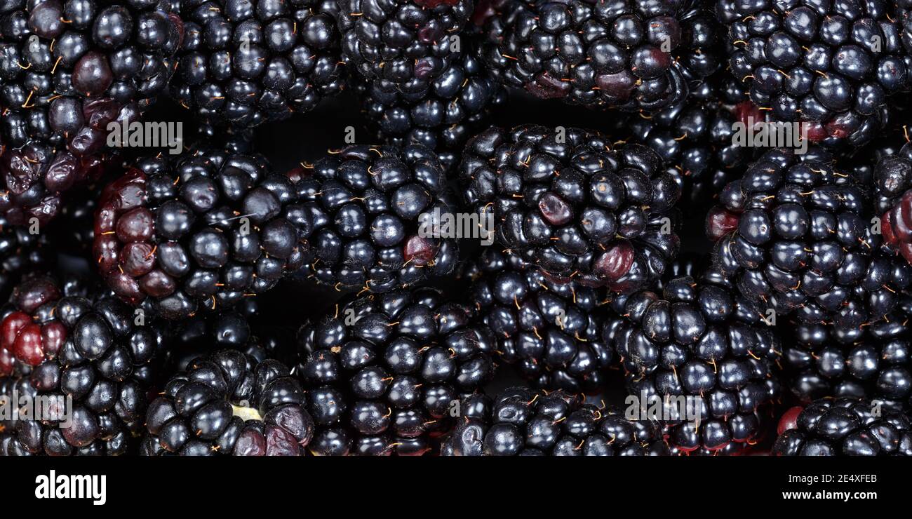 Blackberries berry fruits collection food background blackberry banner ...