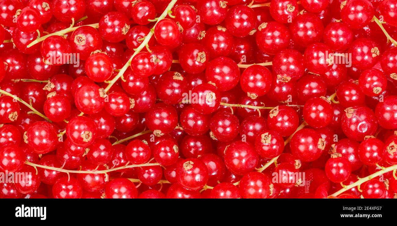Red currants berry fruits collection food background banner berries ...