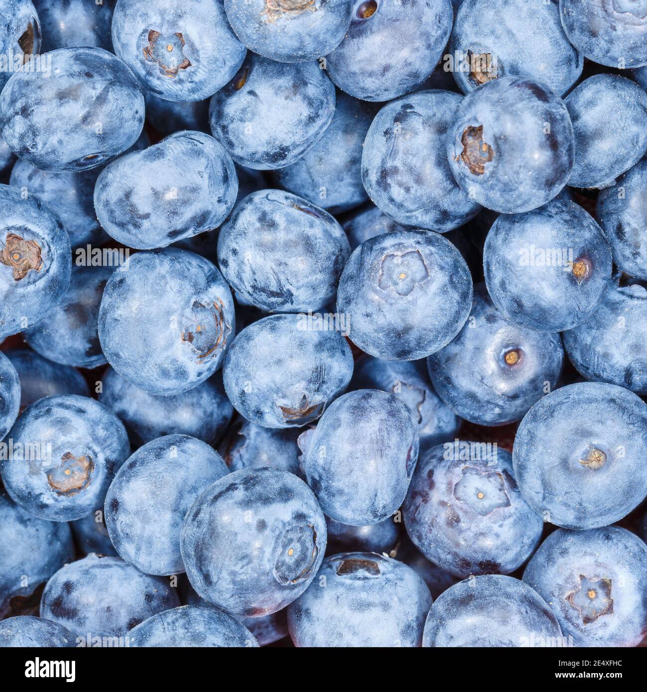 Blueberries bilberries berry fruits collection food background square ...