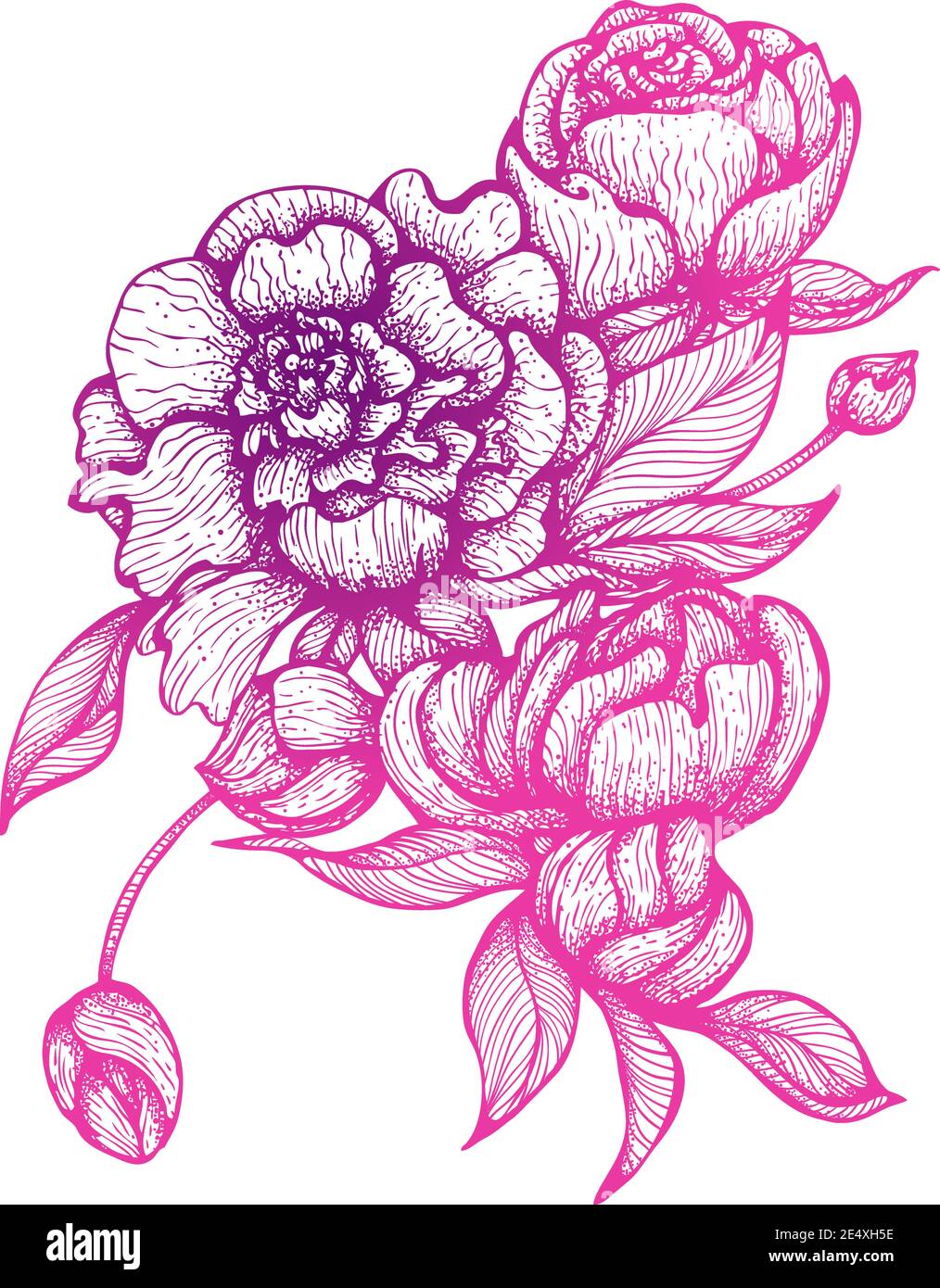 Vector illustration in line art style. Bouquet of peony flowers ...