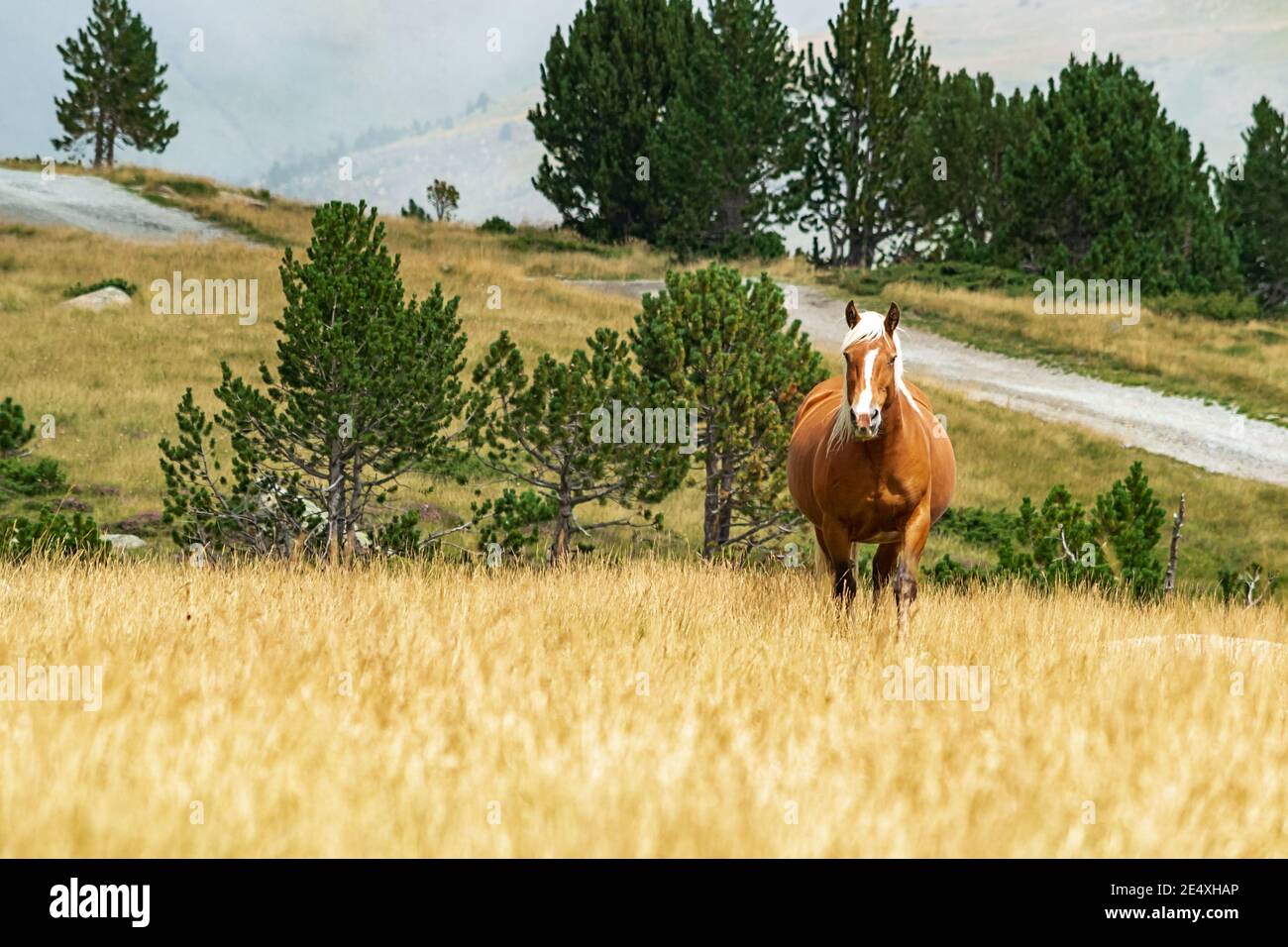Selective Focus - Leader of herd of wild horses in the Andorran ...