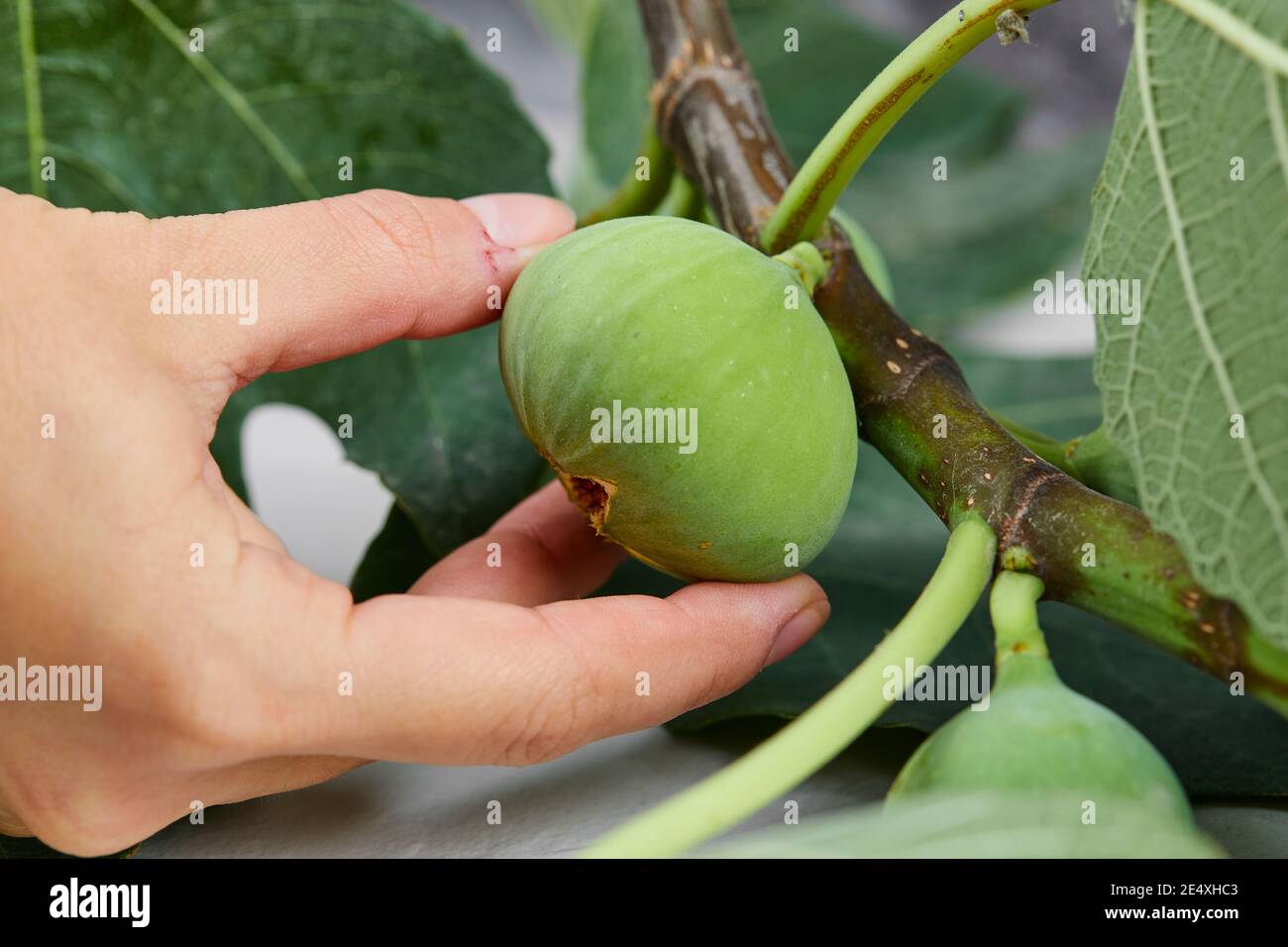 Holding fig hi-res stock photography and images - Alamy