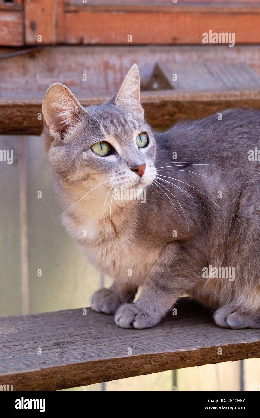 Grey Striped Abyssinian Cats