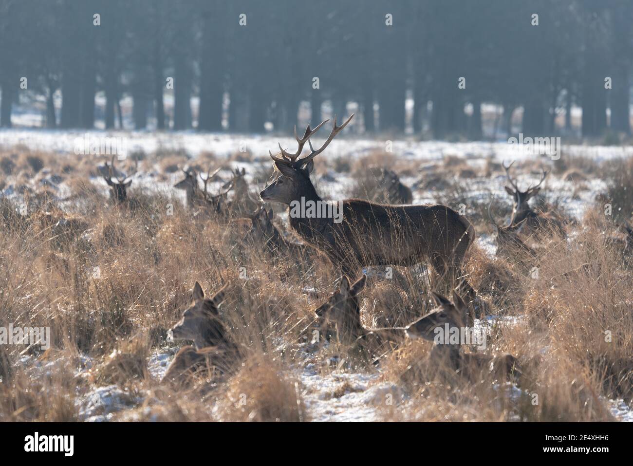 Red deer in Richmond Park, London. Picture date: Monday January 25 ...