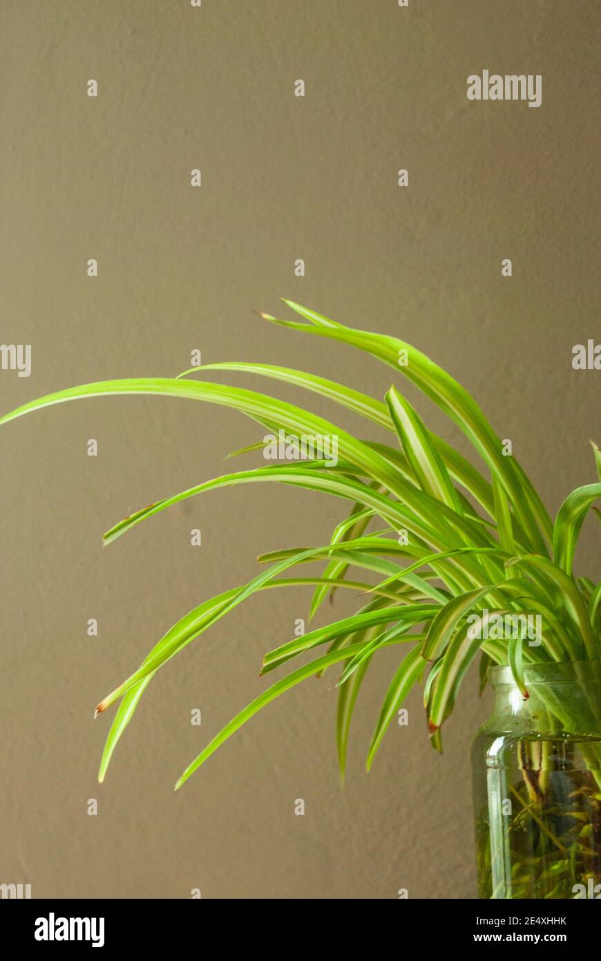 Vertical shot of Chlorophytum growing in a jar filled with water Stock Photo - Alamy