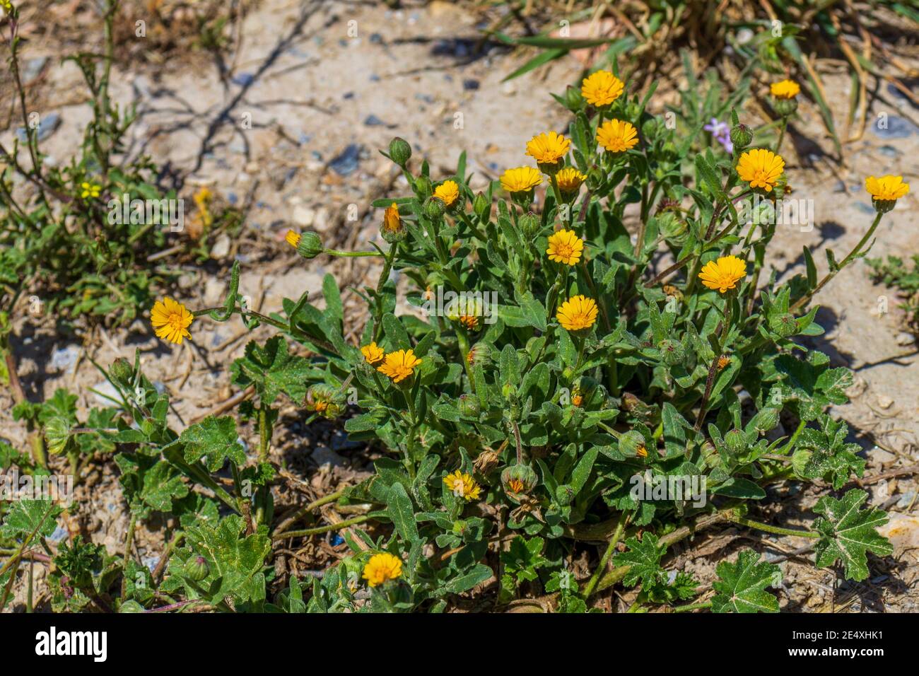 Calendula arvensis flower hi-res stock photography and images - Alamy