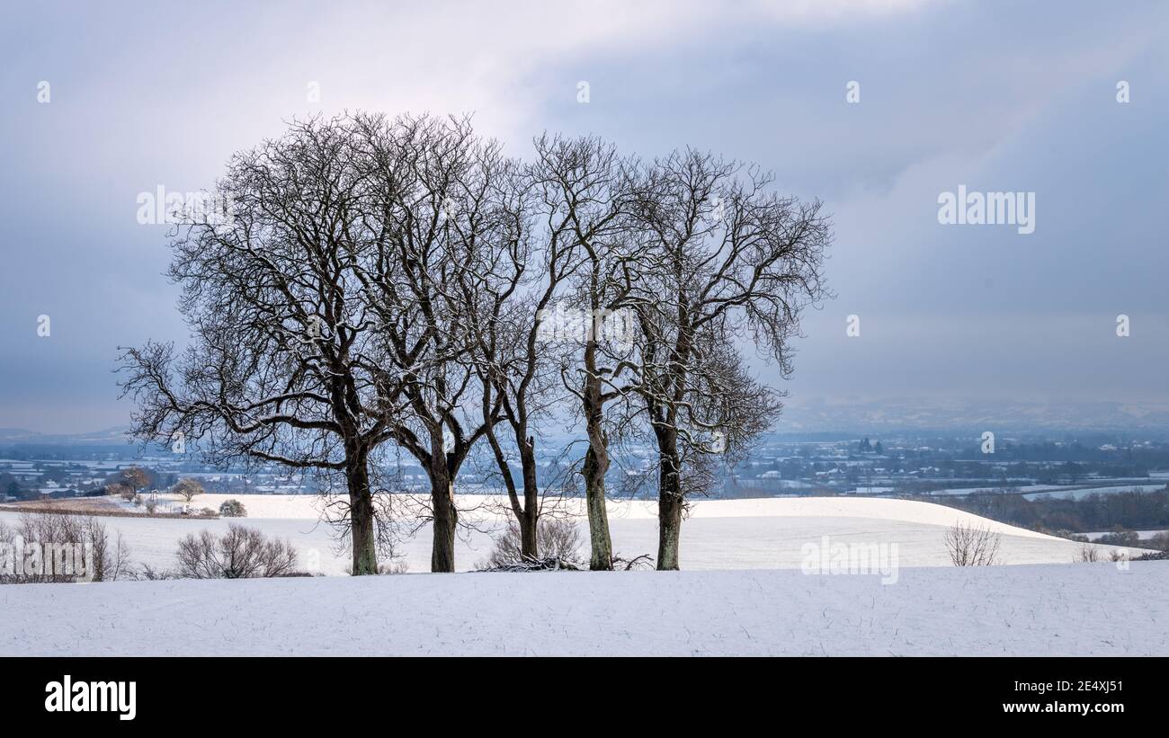 Winter scene view snowy pine hi-res stock photography and images - Alamy