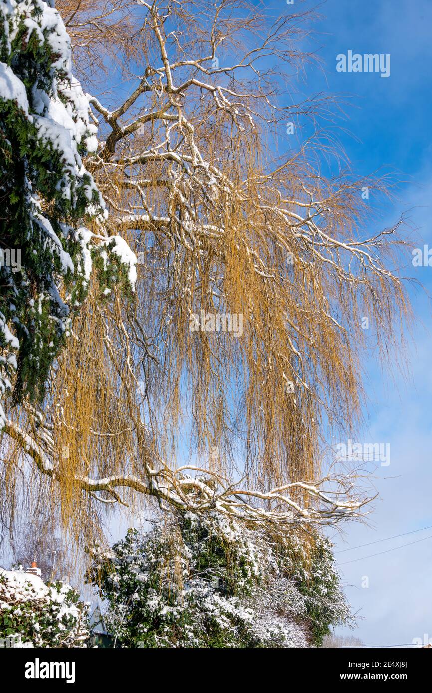 Yellow sky tree hi-res stock photography and images - Alamy
