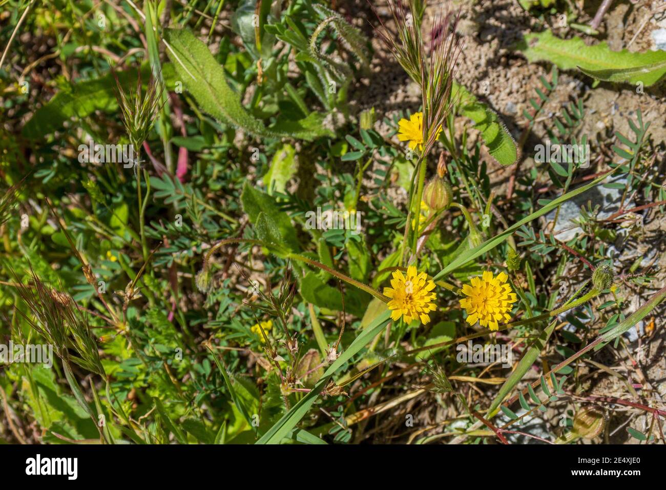 Yellow wild flowers andalucia spain hi-res stock photography and images ...
