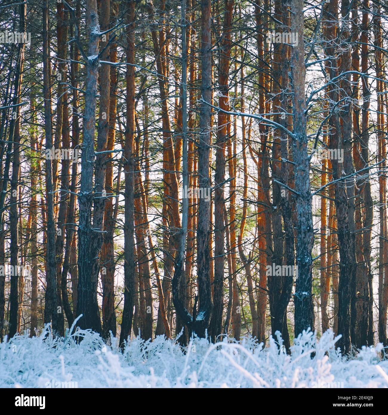 The trunks of pine trees in the winter pine forest Stock Photo - Alamy