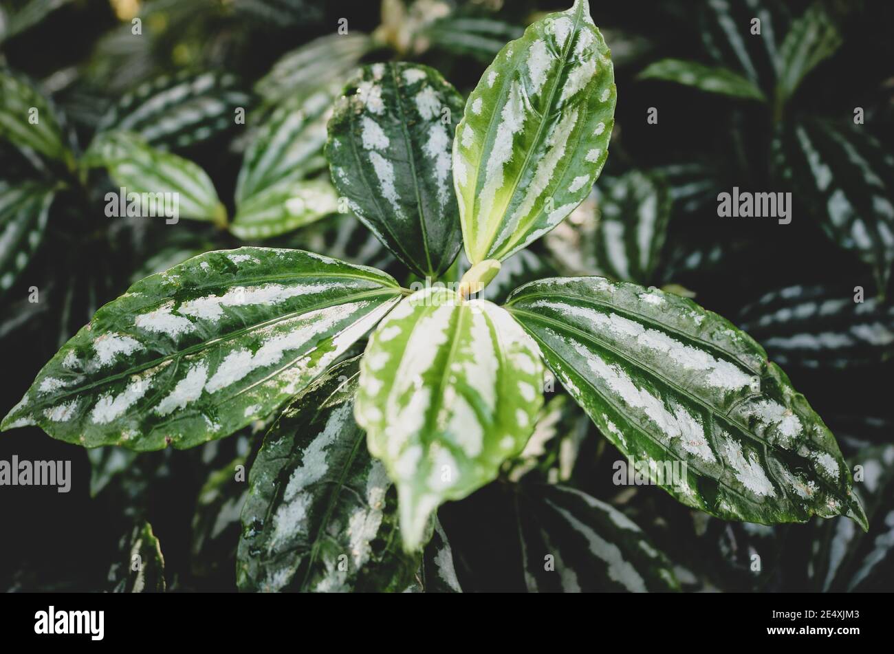 Background texture of tropical leaf foliage Stock Photo - Alamy
