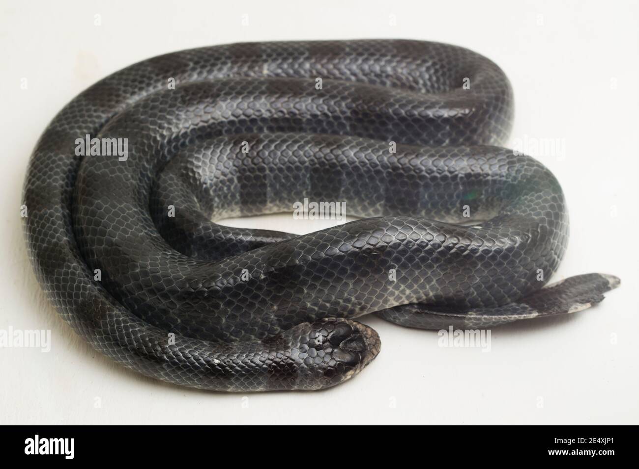 The yellow-lipped sea krait (Laticauda colubrina), banded sea krait, or ...