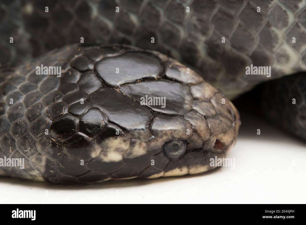 The yellow-lipped sea krait (Laticauda colubrina), banded sea krait, or ...