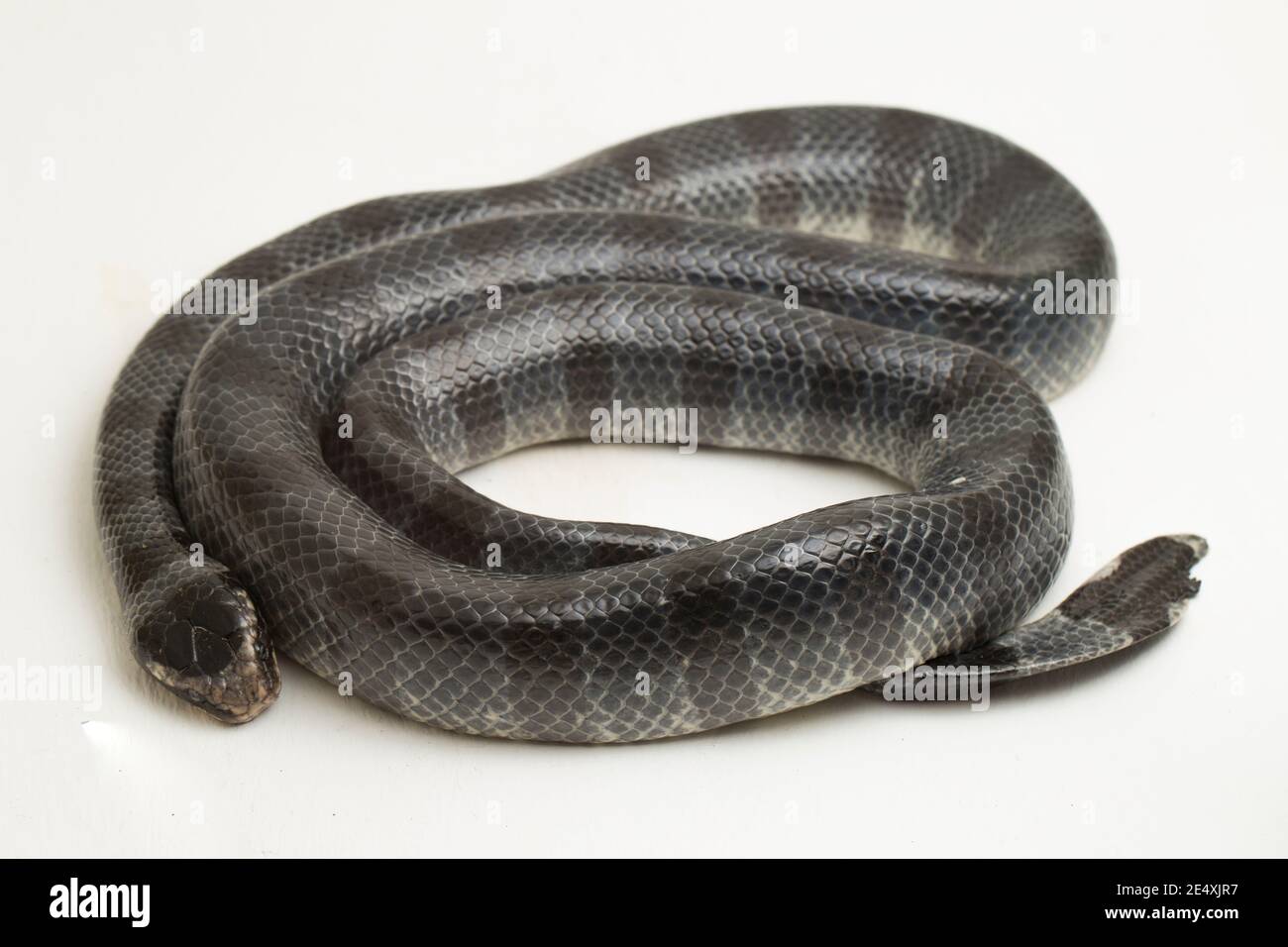 The yellow-lipped sea krait (Laticauda colubrina), banded sea krait, or ...