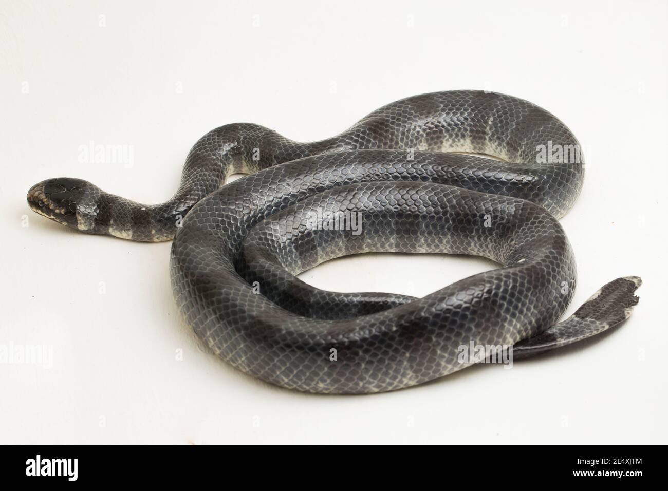 The yellow-lipped sea krait (Laticauda colubrina), banded sea krait, or ...