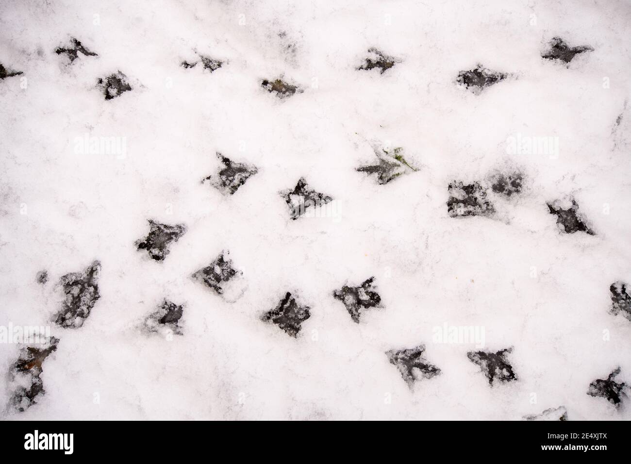 Pigeon or bird tracks or footprints in the snow Stock Photo - Alamy