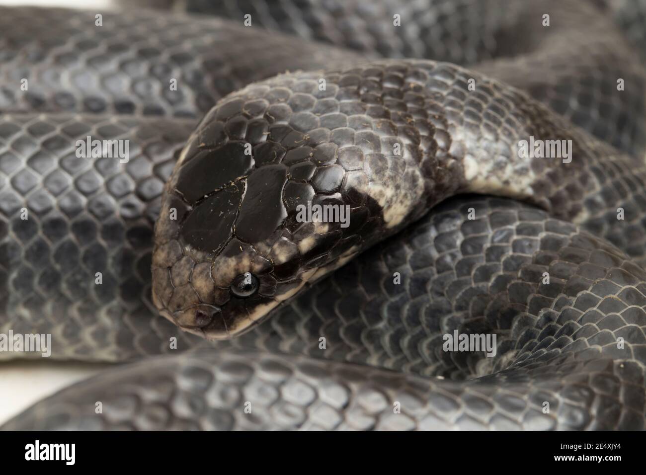 The yellow-lipped sea krait (Laticauda colubrina), banded sea krait, or ...