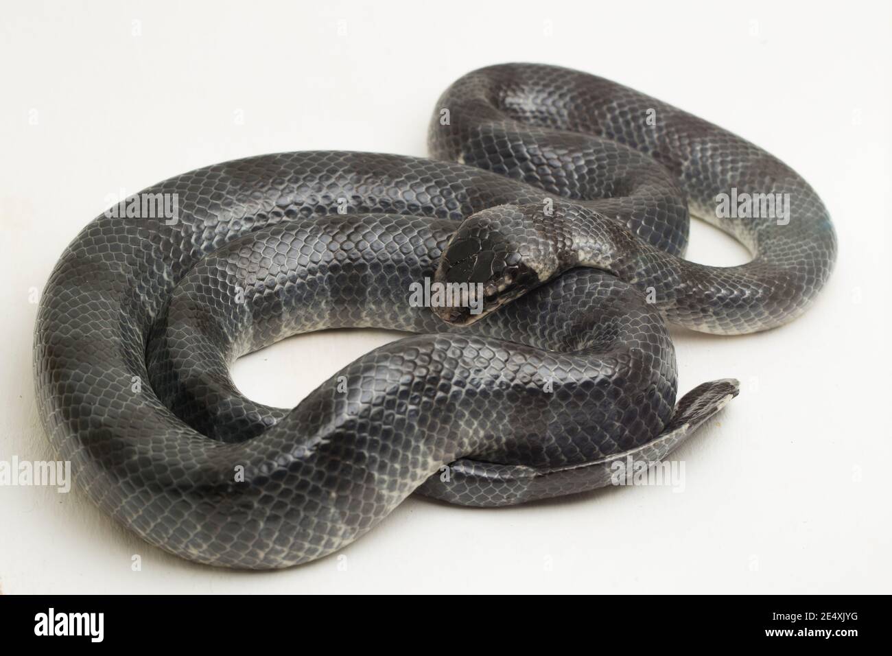 The yellow-lipped sea krait (Laticauda colubrina), banded sea krait, or ...