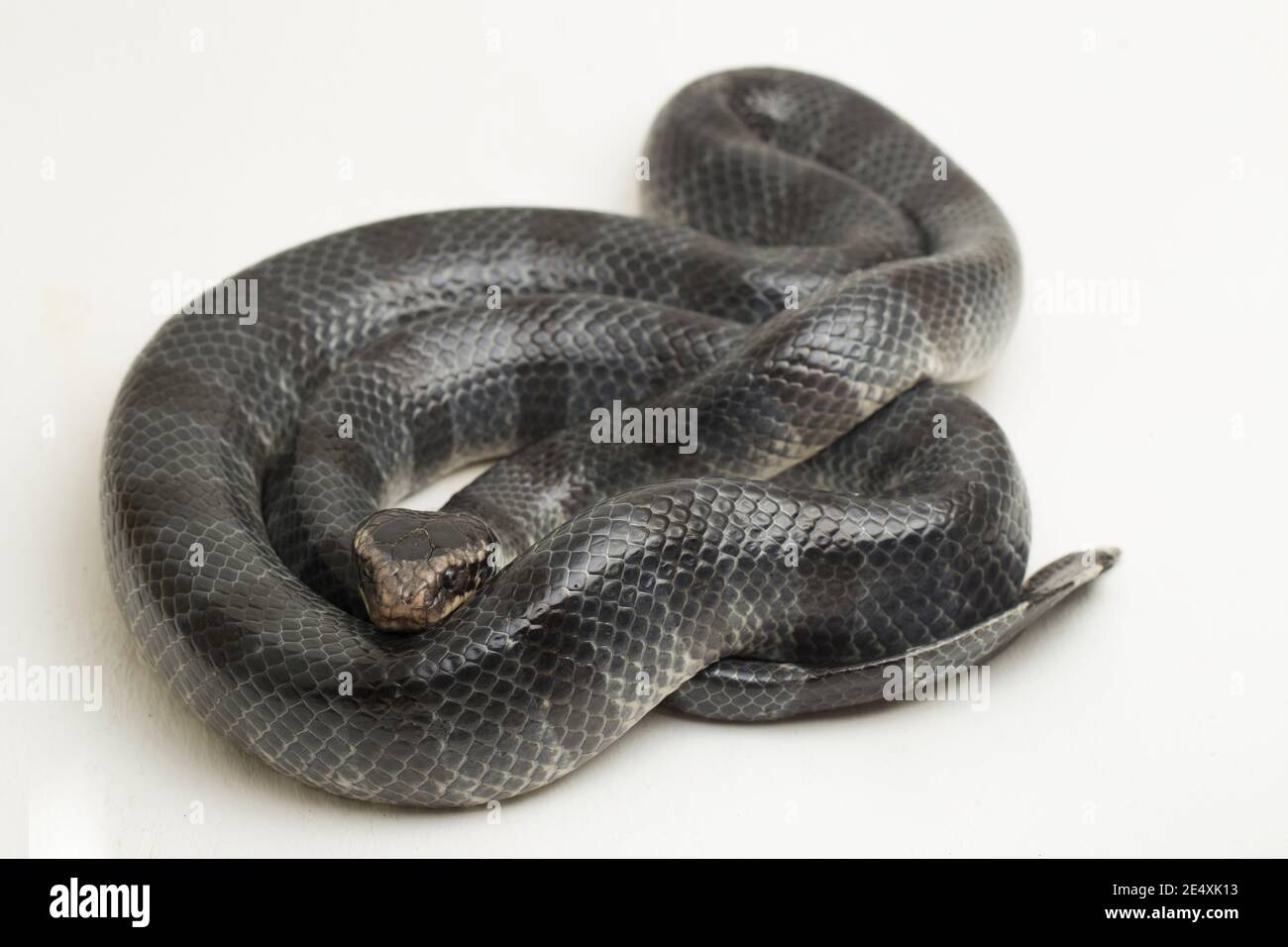 The yellow-lipped sea krait (Laticauda colubrina), banded sea krait, or ...