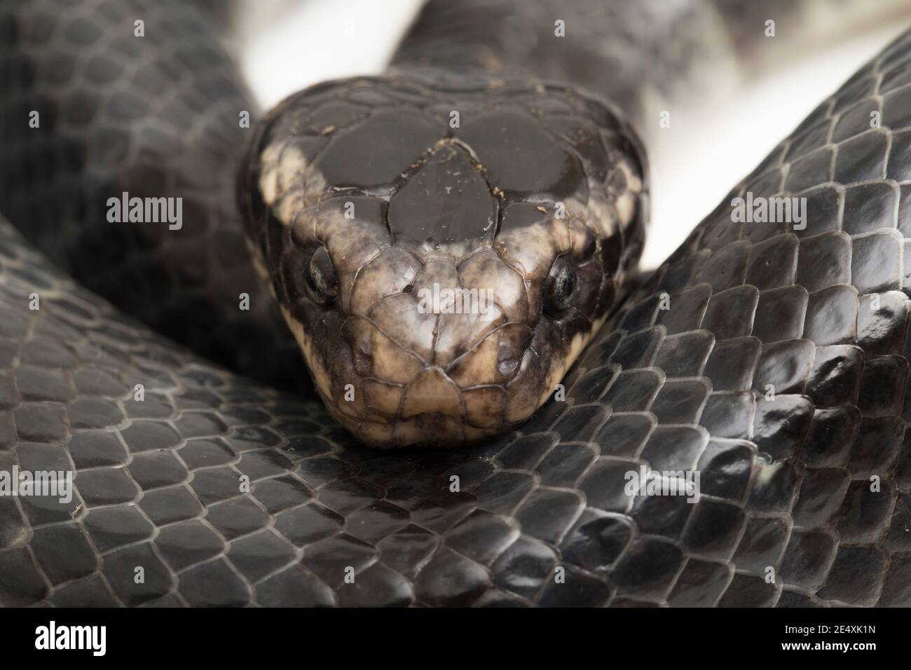 The yellow-lipped sea krait (Laticauda colubrina), banded sea krait, or ...