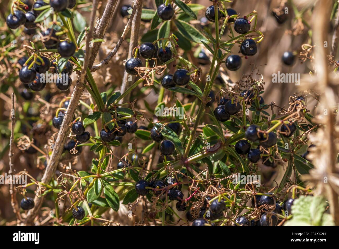 R peregrina hi-res stock photography and images - Alamy