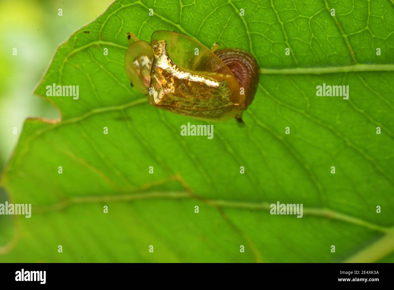 Tortoise beetle laying egg hi-res stock photography and images - Alamy