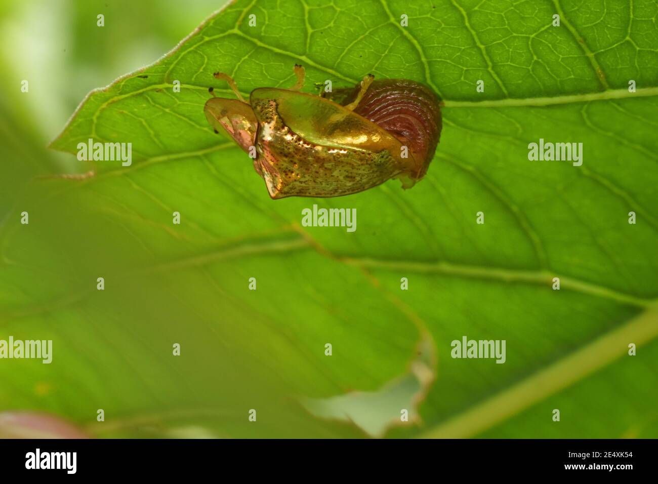 Tortoise beetle laying egg hi-res stock photography and images - Alamy