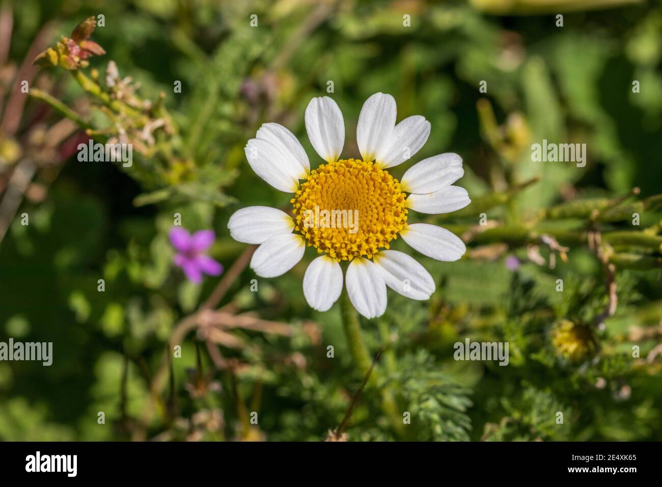 Anacyclus clavatus, White Buttons Plant in Flower Stock Photo - Alamy