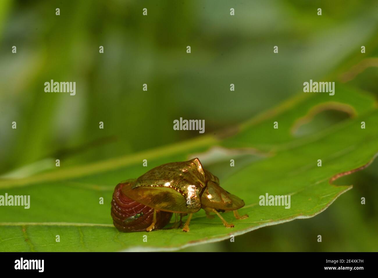 Golden tortoise beetle laying egg on leaf Stock Photo - Alamy